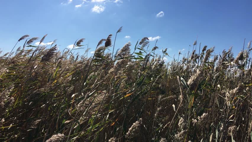 Bushes Thick Reeds Swaying in Stock Footage Video (100% Royalty-free ...