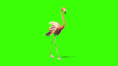Pink Flamingo Walks Perspective Green Screen Stock Footage Video (100% ...