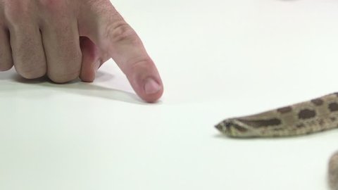 Hognosed Snake Biting Finger Stock Footage Video (100% Royalty-free ...