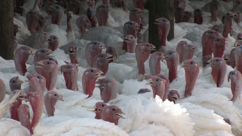 Domestic Turkey Farm in Central Stock Footage Video (100% Royalty-free ...