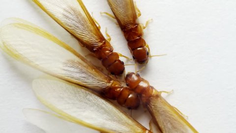 Winged Termites Close Hd Winged Dampwood Stock Footage Video (100% ...