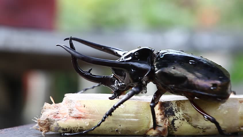 big horned beetle Stock Footage Video (100% Royalty-free) 2139131 ...