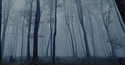 Deer Dark Misty Forest Vector Illustration Stock Vector (Royalty Free ...