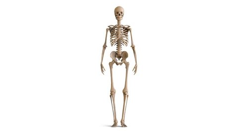 Layout Human Skeleton Skeleton Rotating On Stock Footage Video (100% ...