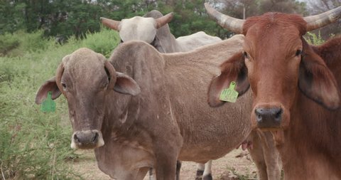 4k View Emaciated Cattle Due Severe Stock Footage Video (100% Royalty ...