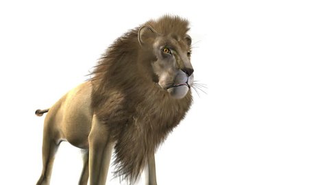Side View Lion Walking Looking Camera Stock Photo (Edit Now) 745688305