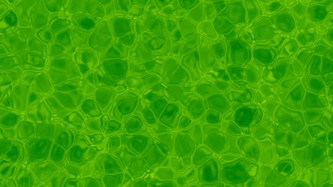 Chloroplast Eukaryotic Cell Seamless Animation Under Stock Footage Video (100% Royalty-free ...