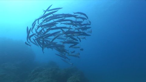 barracudas turning underwater vortex barracuda fish Stock Footage Video ...