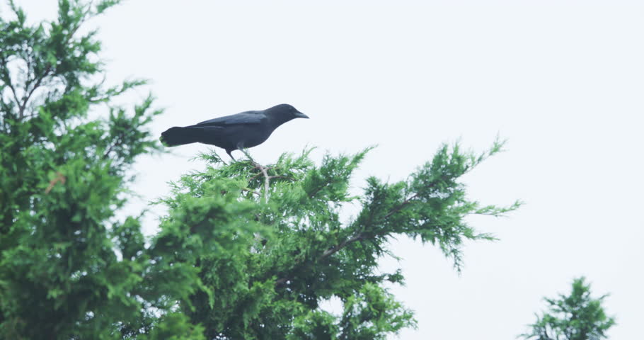 Crow Caw Cawing Top of Stock Footage Video (100% Royalty-free) 21453565 ...