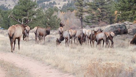 This Shot Gang Rocky Mountain Elk Stock Footage Video (100% Royalty ...