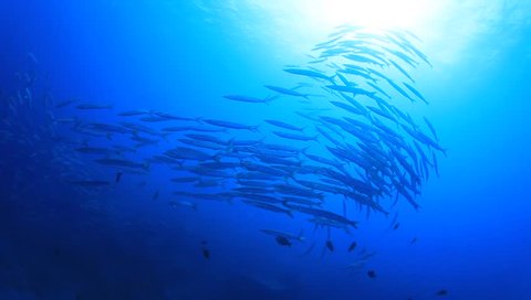 Barracudas Turning Underwater Vortex Barracuda Fish Stock Footage Video ...