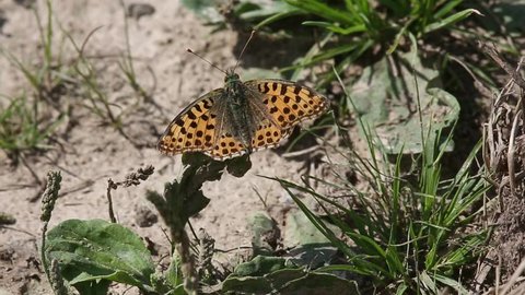Butterfly Dark Green Fritillary Argynnis Aglaja Stock Footage Video ...