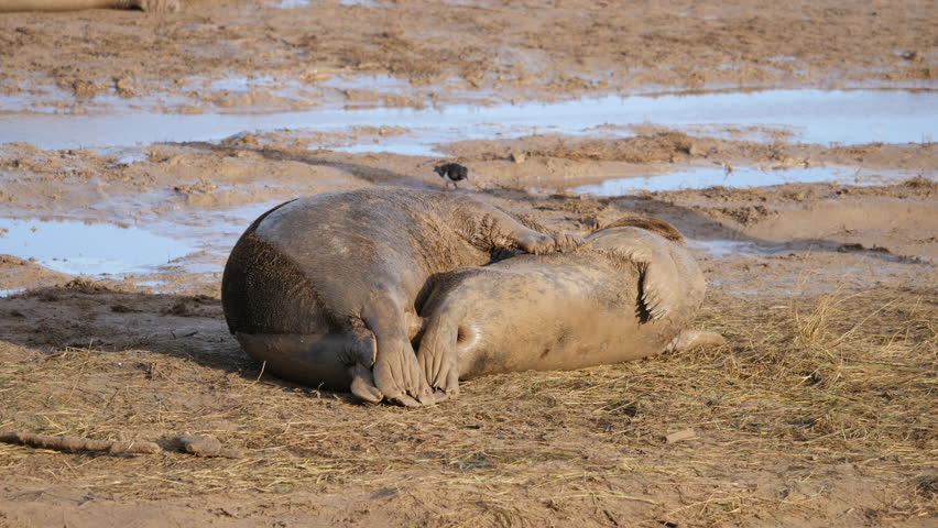 grey seals mating on beach Stock Footage Video (100% Royalty-free ...