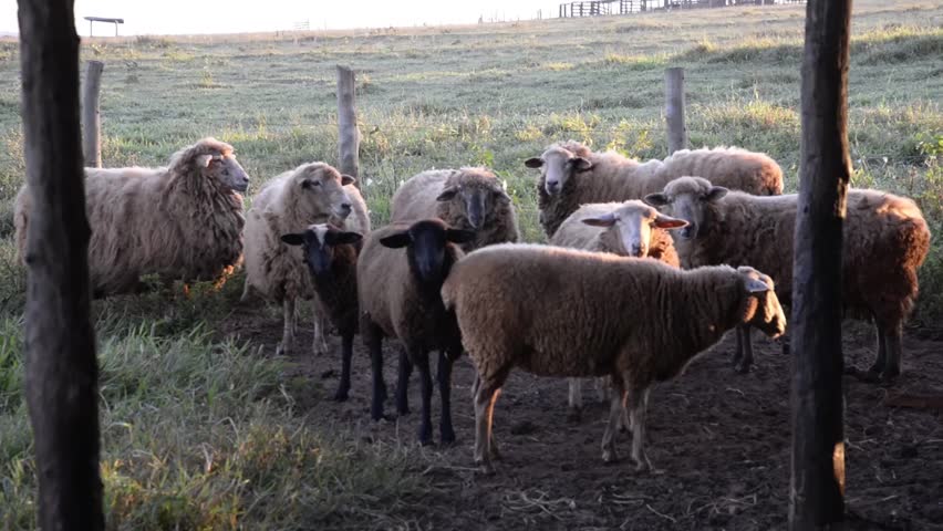 sheep herd brazilian farm brazil Stock Footage Video (100% Royalty-free ...