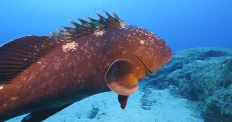 Grouper Fish Underwater 4k Footage Stock Footage Video (100% Royalty ...