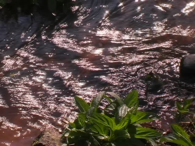 Sparkling Water of Little Brook Stock Footage Video (100% Royalty-free ...