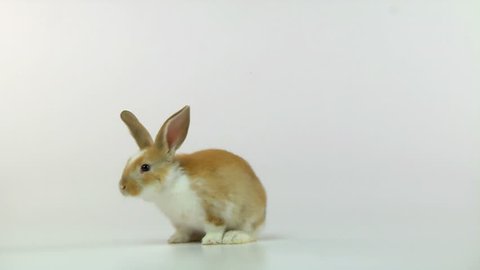 Short Hair Adorable Baby Rabbit On Stock Photo (Edit Now) 546043687