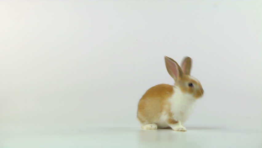 bunny on white background hopping around Stock Footage Video (100% ...