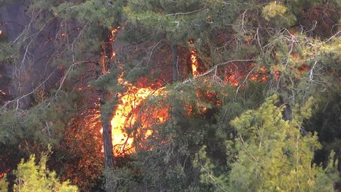 Trees Forest Brush Catch Fire Stock Footage Video (100% Royalty-free ...