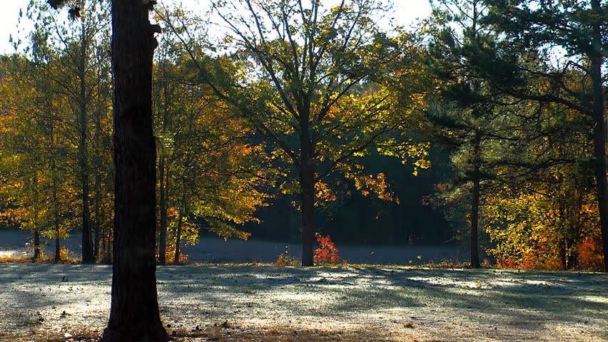 leaves fall pecan tree autumn onto Stock Footage Video (100% Royalty ...