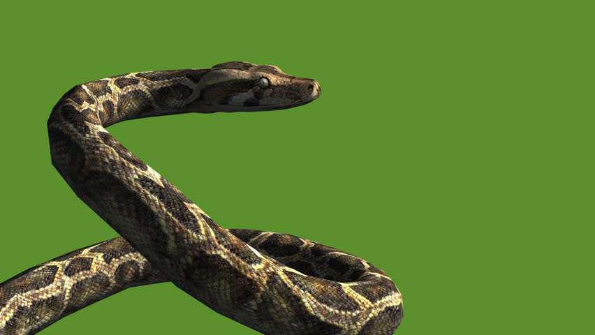 Snake Jungle Carpet Python Open Stock Footage Video (100% Royalty-free ...