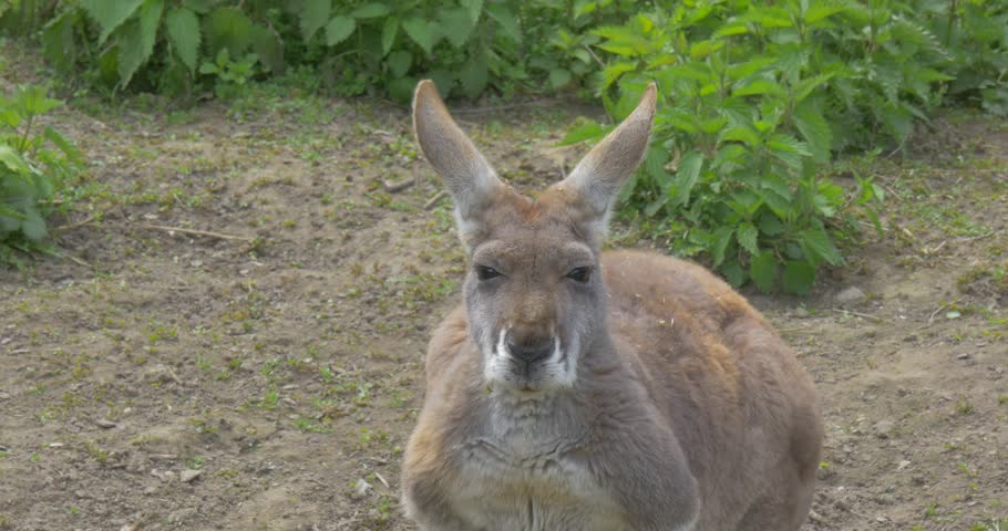 Kangaroos Face Close Up. the Stock Footage Video (100% Royalty-free ...