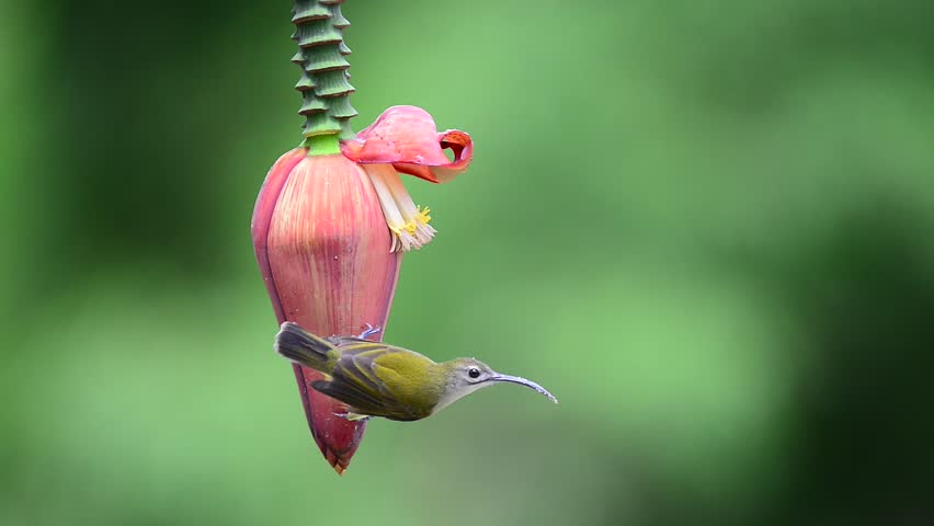 little bird on banana flower spiderhunter Stock Footage Video (100% ...