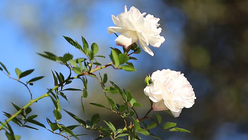 Natural White Rose Flowers Photos | Best Flower Site