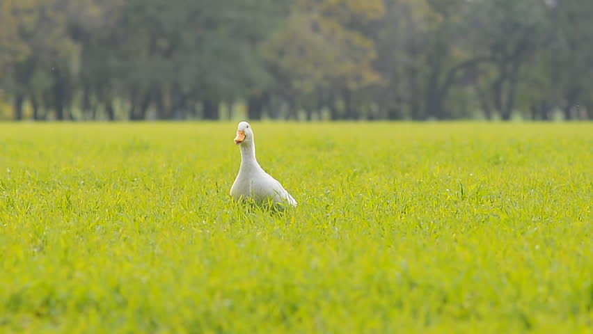 duck field Stock Footage Video (100% Royalty-free) 2181220 | Shutterstock