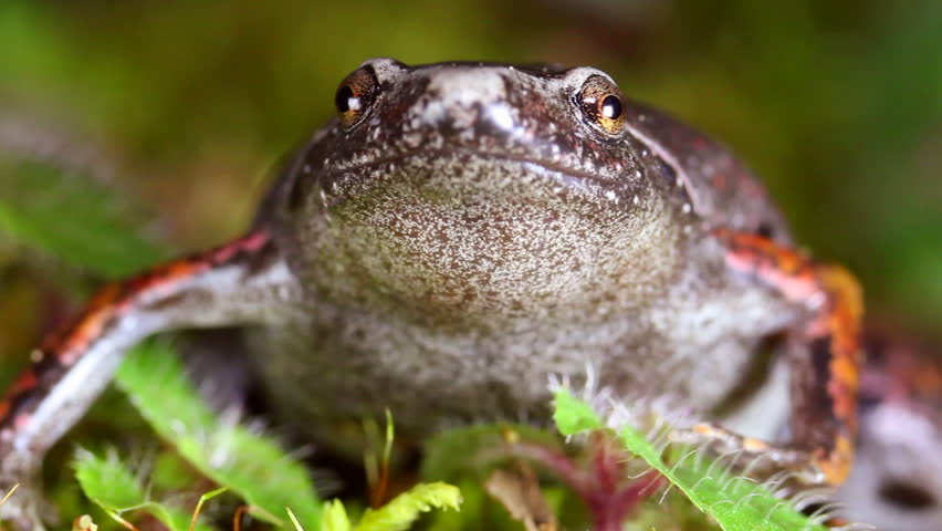 Basslers Humming Frog (chiasmocleis Bassleri) Stock Footage Video (100% ...