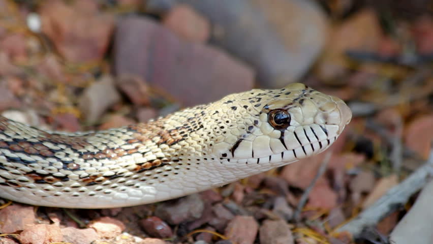 Snake Flicks Forked Tongue, Slow Stock Footage Video (100% Royalty-free ...