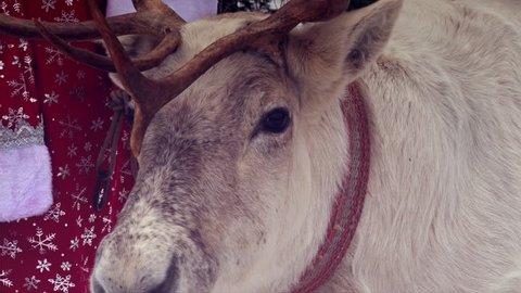 Reindeer Close Head Face Chewing Mouth Stock Footage Video (100% ...