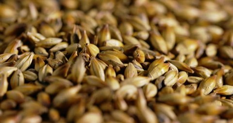 Dry Malt Beans Ready Be Used Stock Footage Video (100% Royalty-free ...