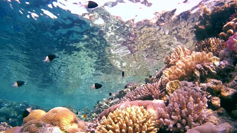 School Fish Bicolor Damselfish Chromis Dimidiata Stock Footage Video ...