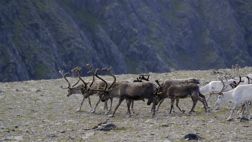 Reindeer Herd at the North Stock Footage Video (100% Royalty-free ...
