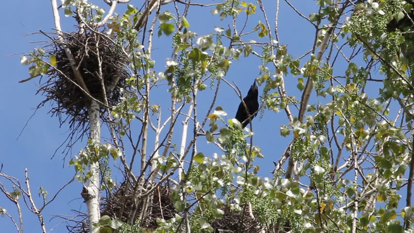 raven sitting on tree Stock Footage Video (100% Royalty-free) 2190952 ...