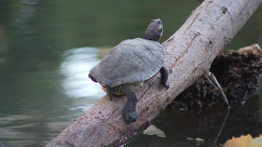 Turtle On A Log Stock Video Footage - 4K and HD Video Clips | Shutterstock