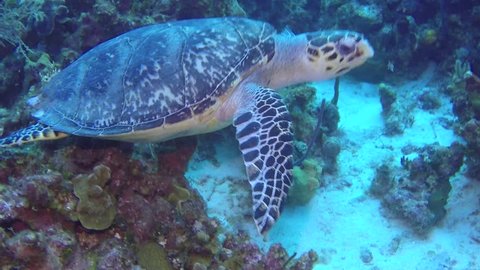 slice testis cat under microscope sec Stock Footage Video (100% Royalty ...