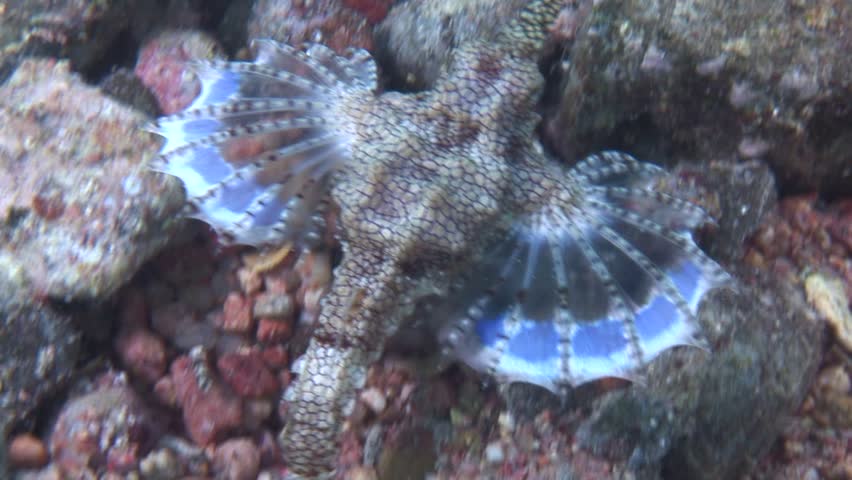 Short Dragonfish (eurypegasus Draconis) Underwater Stock Footage Video ...