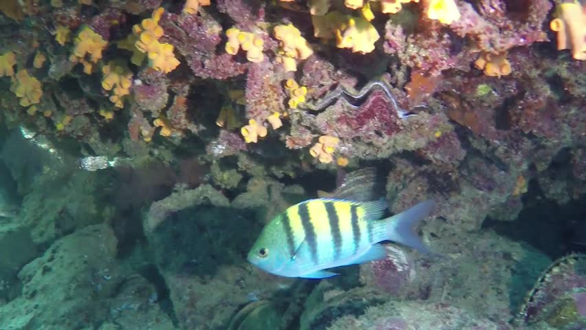 Pargo Fish Stock Video Footage - 4K and HD Video Clips | Shutterstock