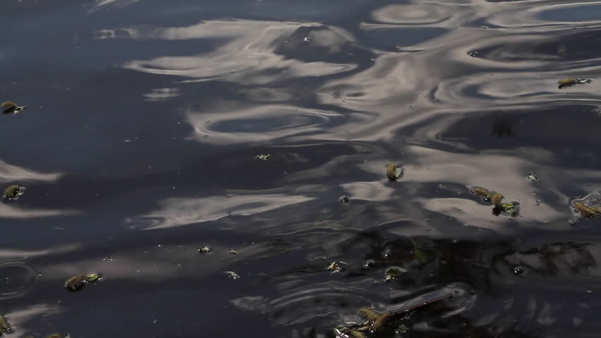 water ripples buds dark pond Stock Footage Video (100% Royalty-free ...