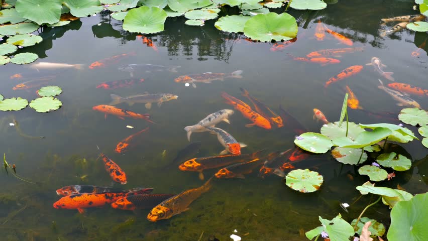 koi fish pond carp 4k Stock Footage Video (100% Royalty-free) 22032934 ...