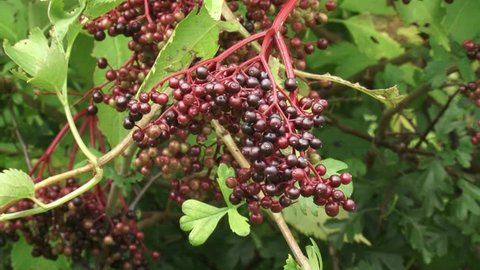 coffee plant ripe beans ripening on Stock Footage Video (100% Royalty ...