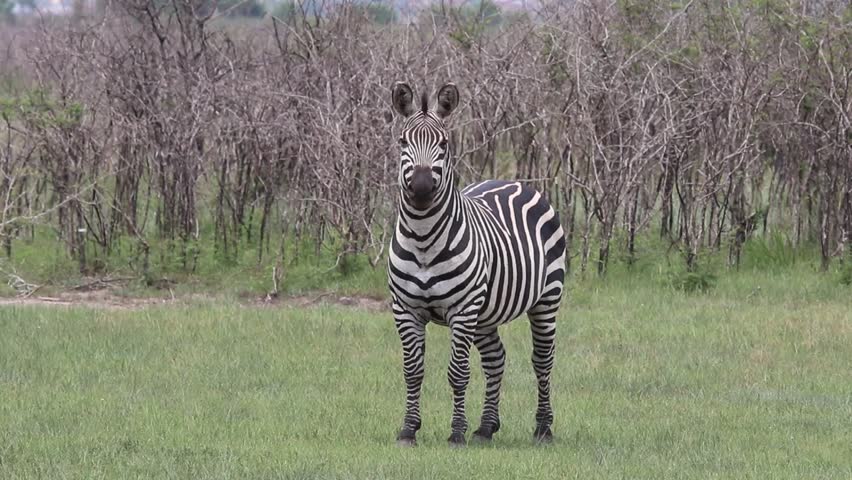 zebra couple rwanda africa Stock Footage Video (100% Royalty-free ...