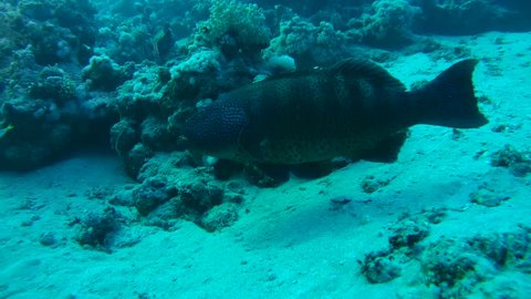 Coral Cod Spotted Coral Grouper Plectropomus Stock Footage Video (100% ...