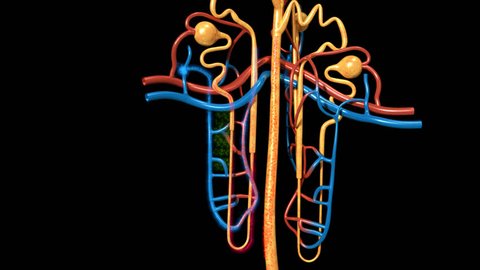 55 Structure of nephron Stock Video Footage - 4K and HD Video Clips ...