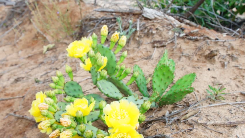 prickly pear cactus blooming georgia Stock Footage Video (100% Royalty ...
