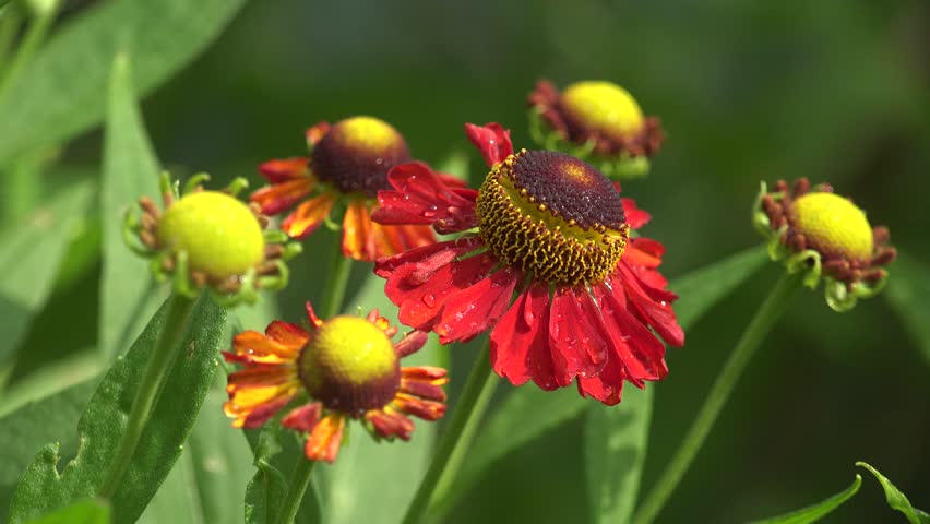 Helenium garden hybrids Stock Video Footage - 4K and HD Video Clips ...