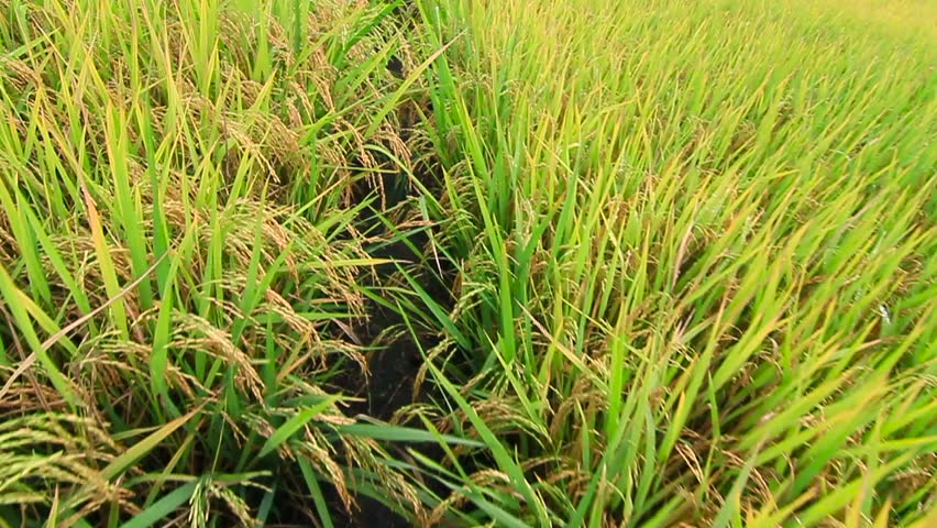 Rice Field with Moving Forward Stock Footage Video (100% Royalty-free ...