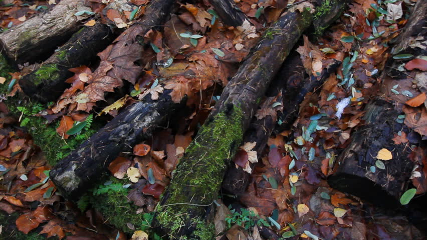Pile of Wet Wood Logs, Stock Footage Video (100% Royalty-free) 22149409 ...